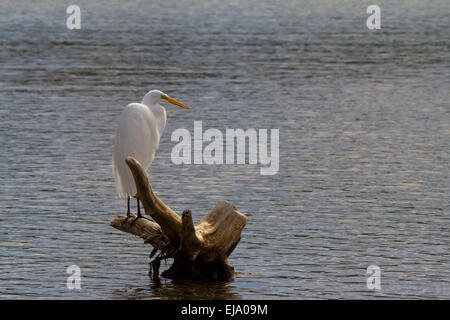 Great egret (Ardea alba) perching on tree branch. Bombay Hook National ...