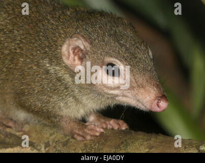 Brush-tailed bettong (Bettongia penicillata). Also known as the short ...