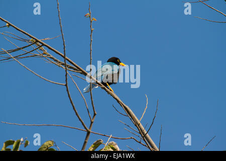 Juvenile Yucatan jay (Cyanocorax yucatanicus) bird perched on garbage ...