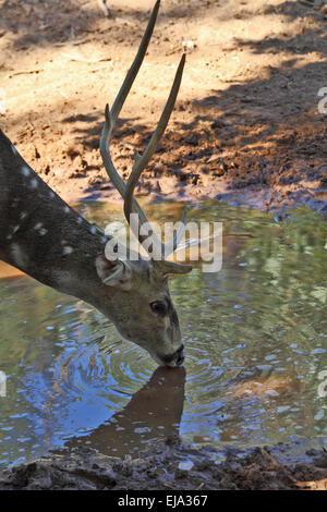 Magnificent animals in the Israeli zoo Safari. A graceful deer on a ...