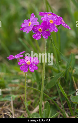 Alpine Flowers Birdseye Primrose, Primula Farinosa Stock Photo - Alamy