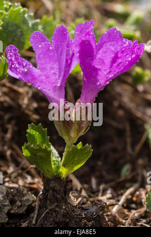 Alpine Flowers Sticky primrose, Primula Glutinosa Stock Photo - Alamy