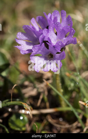 Alpine Flowers Sticky Primrose, Primula Glutinosa Stock Photo - Alamy