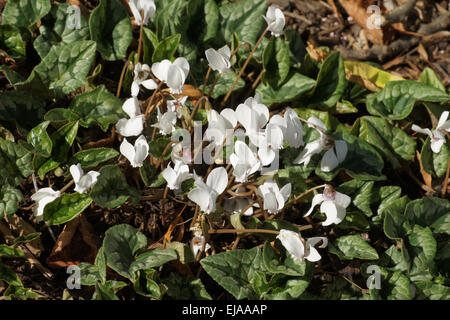 White ivy-leaved persian violet Stock Photo - Alamy