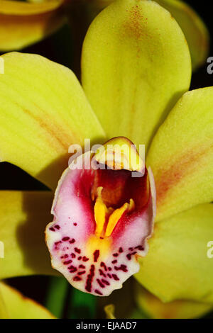 close up of beautiful yellow single petal flower head of chicory Stock ...