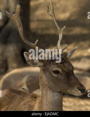 Iberian Red Deer - Cervus elaphus hispanicus, large beautiful iconic ...