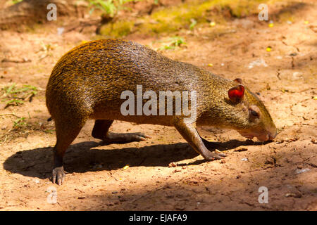 Caribbean animals Agouti rodent Stock Photo - Alamy