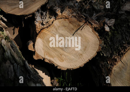 Elder (Sambucus nigra), bark and flowers Stock Photo - Alamy
