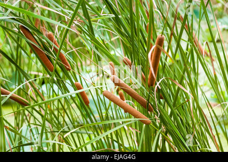Typha angustifolia field. Green grass and brown flowers. Cattails and ...