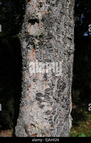 Pinus peuce (Macedonian pine), stem with leaves and cone, and stem with ...
