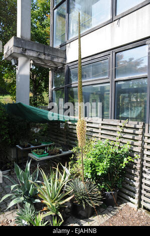 Agave filifera var. filamentosa Stock Photo - Alamy