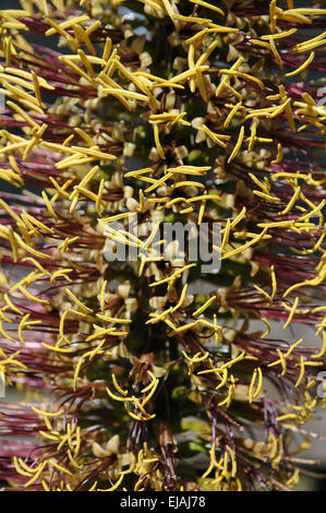 Agave filifera var. filamentosa Stock Photo - Alamy