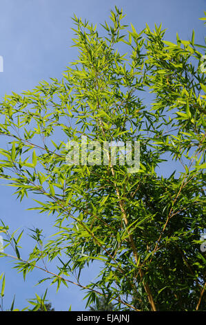 phyllostachys vivax aureocaulis,golden Chinese timber bamboo,bamboos ...
