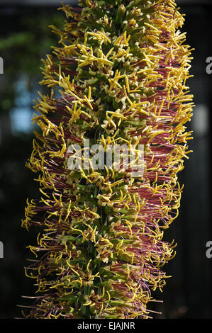 Agave filifera var. filamentosa Stock Photo - Alamy