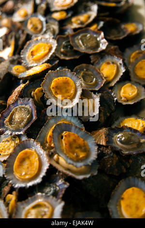 Limpets at Funchal fish market Madeira Portugal Stock Photo - Alamy