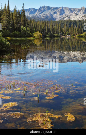 Mammoth Pine Tree Stock Photo - Alamy