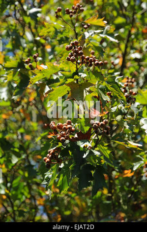 Blossoms of the tree Wild Service Tree, Chequer Tree or Checkers Tree ...