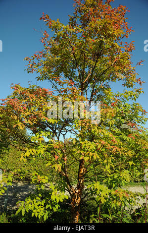 Acer griseum / paperbark maple Stock Photo - Alamy
