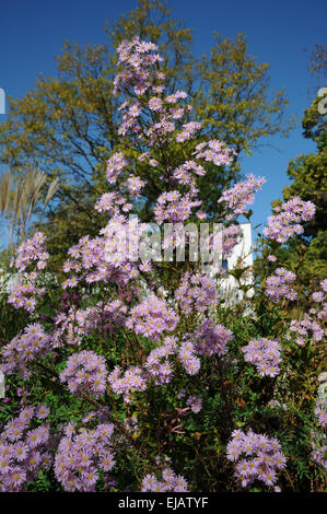 Aster Universum Group Pink Star Stock Photo - Alamy