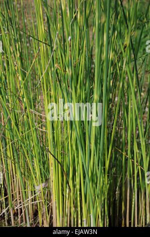 common club-rush, great club-rush (Schoenoplectus lacustris), reed bed ...