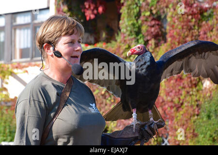 German falconer with Turkey Volture Stock Photo - Alamy