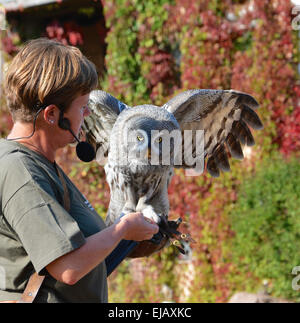German falconer with great gray owl Stock Photo - Alamy