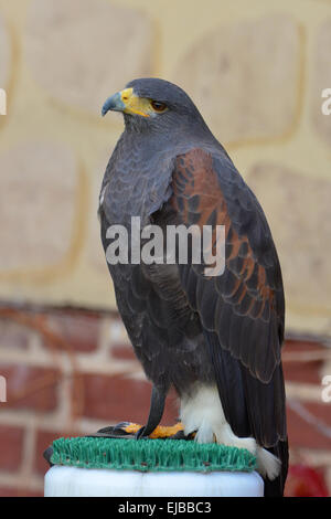 Desert buzzard in german falconry Stock Photo - Alamy