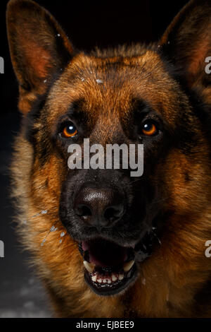 Close-up of a German Shepherd Stock Photo - Alamy