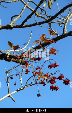 common snowball 2 Stock Photo - Alamy
