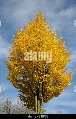 Carpinus betulus Fastigiata, Fastigiate Hornbeam Stock Photo - Alamy