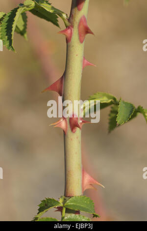 Dog rose, prickles Stock Photo - Alamy