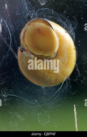 Protection from snails in the garden Stock Photo - Alamy