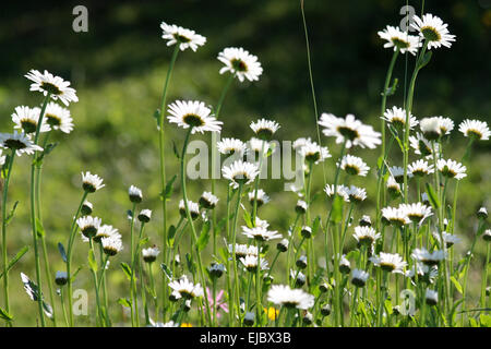 close up photo of Oxeye Daisy, Leucanthemum vulgare, also called giant ...