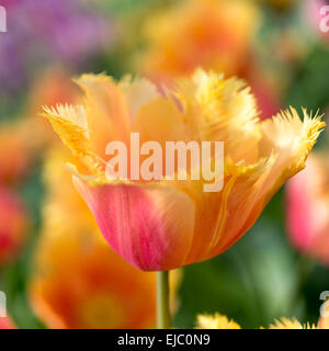fringed tulip 'Lambada' Stock Photo - Alamy