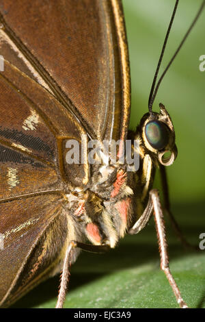 Macro photography of a brown butterfly compound eyes, palps and ...