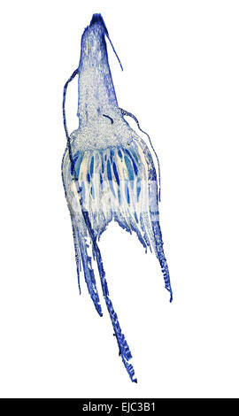 Light photomicrograph of Moss protonemata whole mount seen through ...