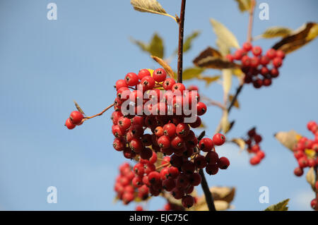White flowers of the rowan tree in forest Stock Photo - Alamy