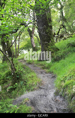 Walking path in wet forest Stock Photo - Alamy
