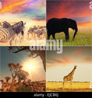 African wild animals safari collage, large group of fauna diversity at ...