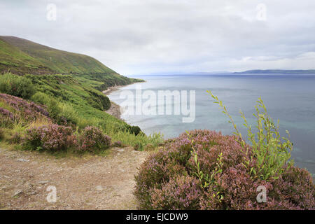Blooming heather on the Atlantic coast Stock Photo - Alamy