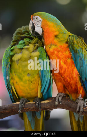 Two very colorful Macaws Stock Photo - Alamy