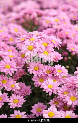 beautiful Chrysanthemum flower blooming in the garden Stock Photo - Alamy