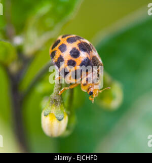 Leaf-eating Ladybird Beetle (Genus Epilachna), New South Wales ...