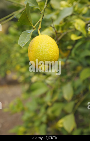 Lemon tree with ripe fruit Stock Photo - Alamy