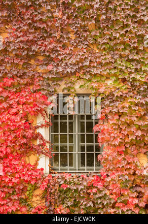 Ivy around a window Stock Photo - Alamy