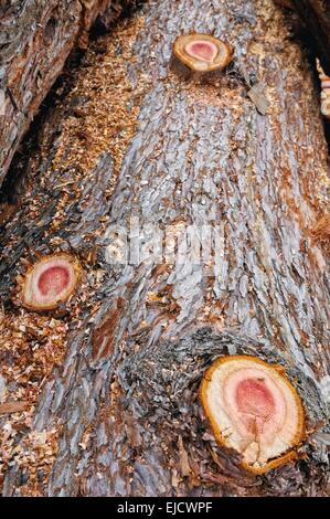 Close up of sawed off trunk of pine tree in forest with sawdust On ...