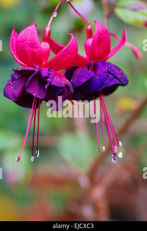 Fuchsia / Fuchsie Stock Photo - Alamy