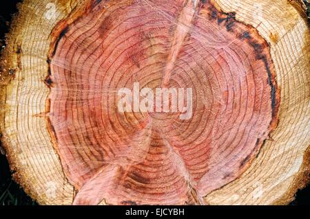 Cross section of a giant sequoia tree. Sequoia National Park ...