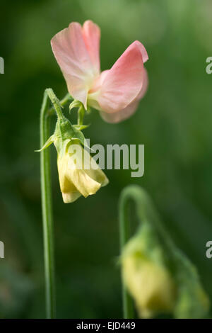 Sweet Pea (Lathyrus odoratus) Spring Sunshine Peach and Spring Sunshine ...