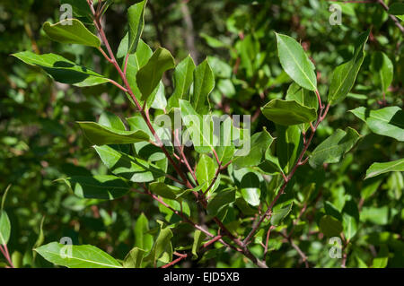 Leaves and branches of Italian buckthorn, Rhamnus alaternus Stock Photo ...
